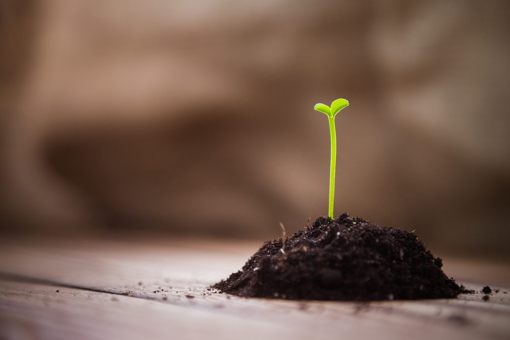 Albertsons Talks With Sprouts Surge Stocks