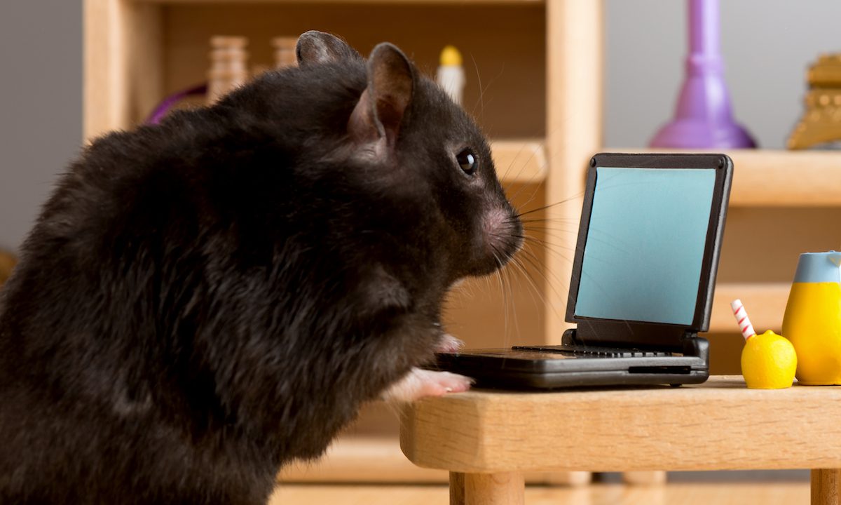 A Crypto-Trading Rodent Is Beating the Market