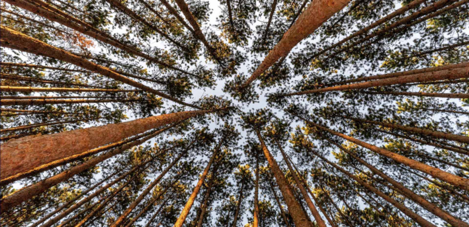 Artificial Intelligence (AI) and Antitrust Issues: An EU/UK Competition ...